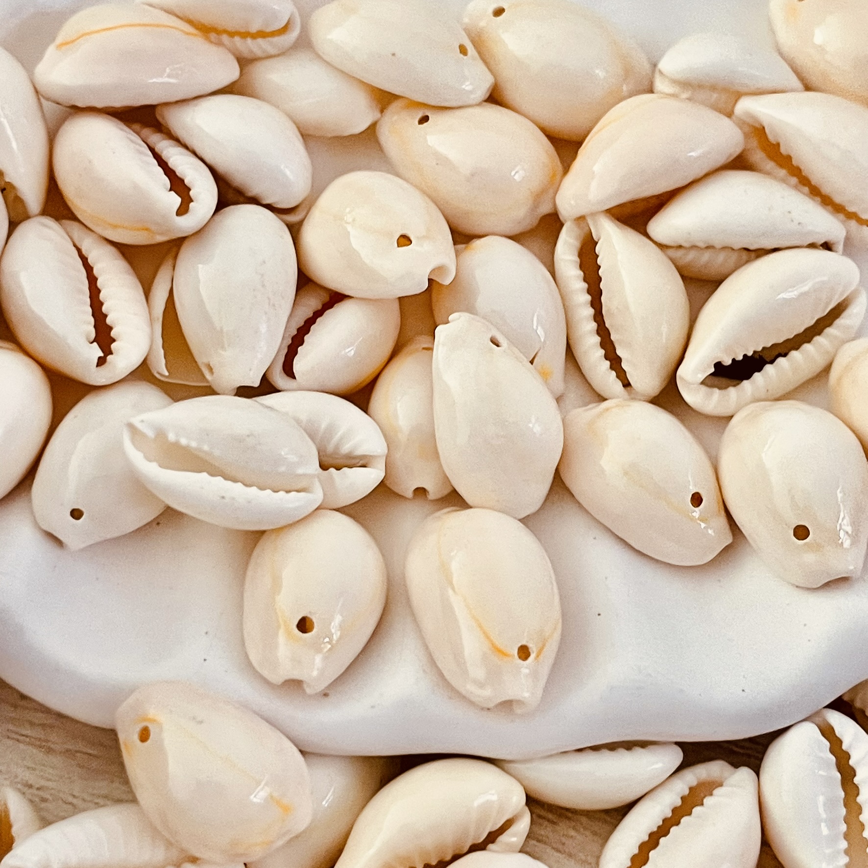 Buzios naturales enteros G 17789-Q – BijuArte